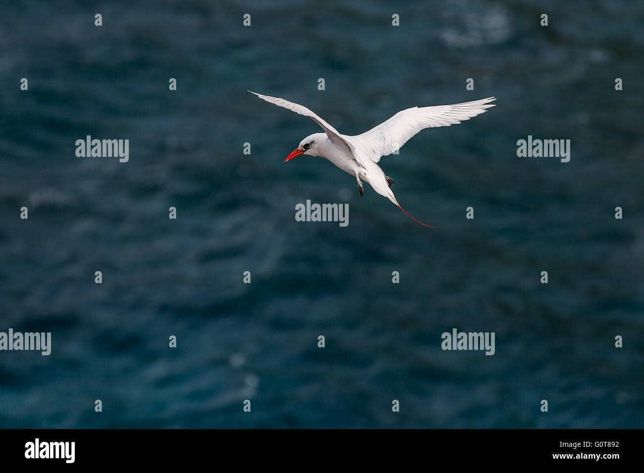 Protected birds hi-res stock photography and images - Alamy