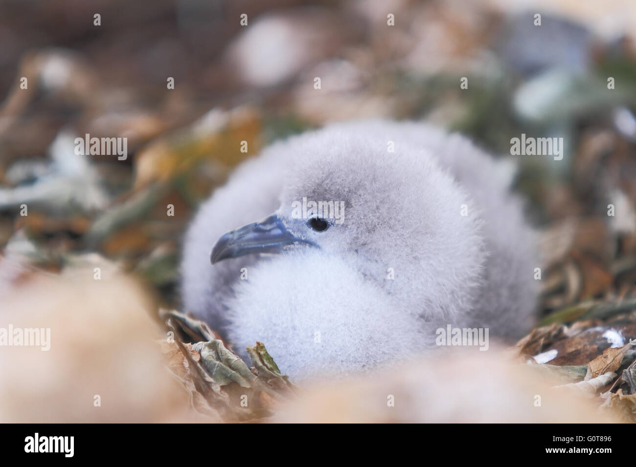 Protected birds at the Kilauea Point National Wildlife Refuge on the ...