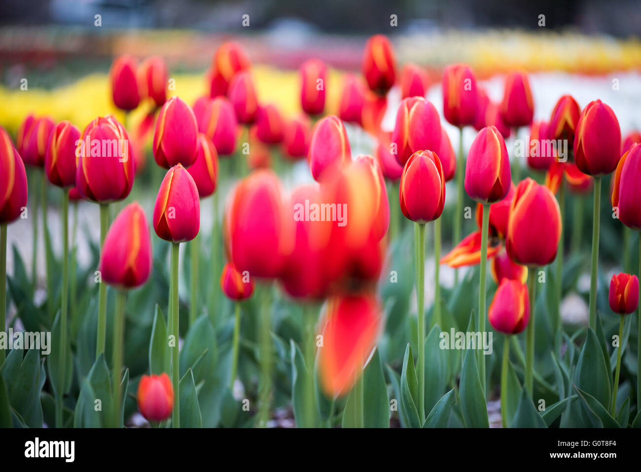 WASHINGTON, D.C., United States — A vibrant display of tulips in full ...
