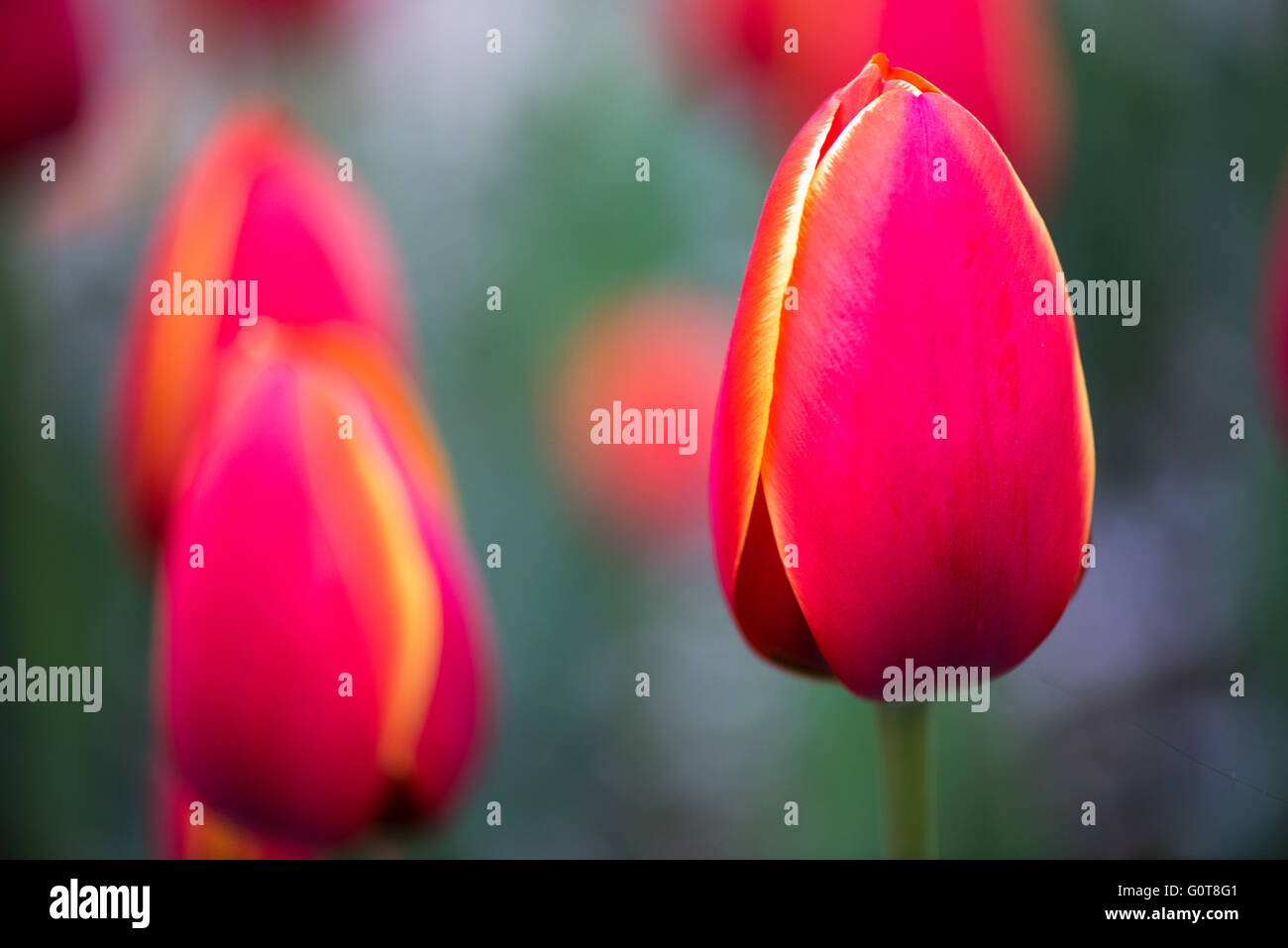 The Floral Library is a small garden patch run by the National Park ...