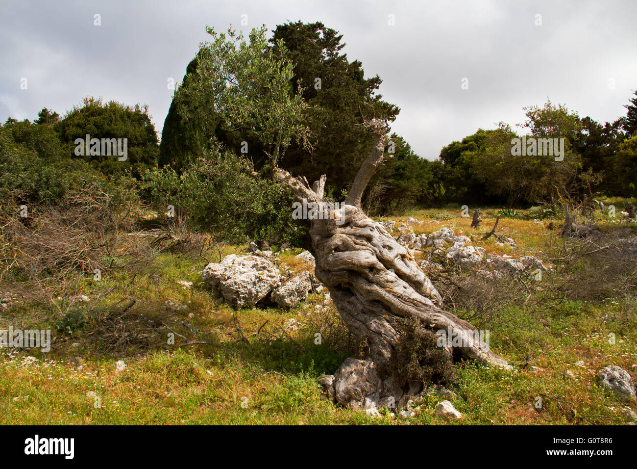 Old twisted tree hi-res stock photography and images - Alamy