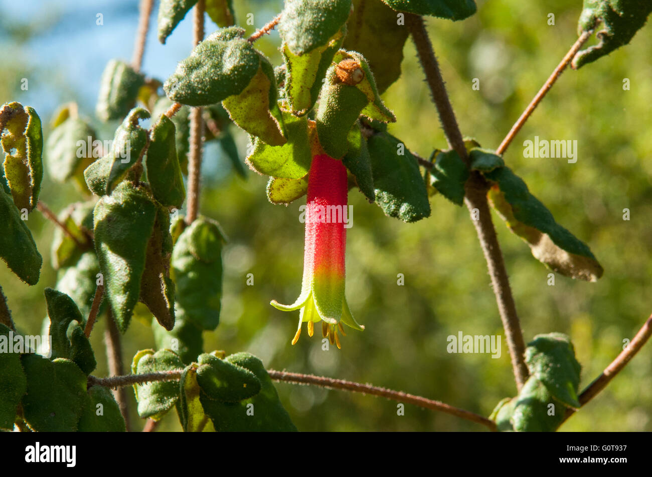 Reflexa hi-res stock photography and images - Alamy