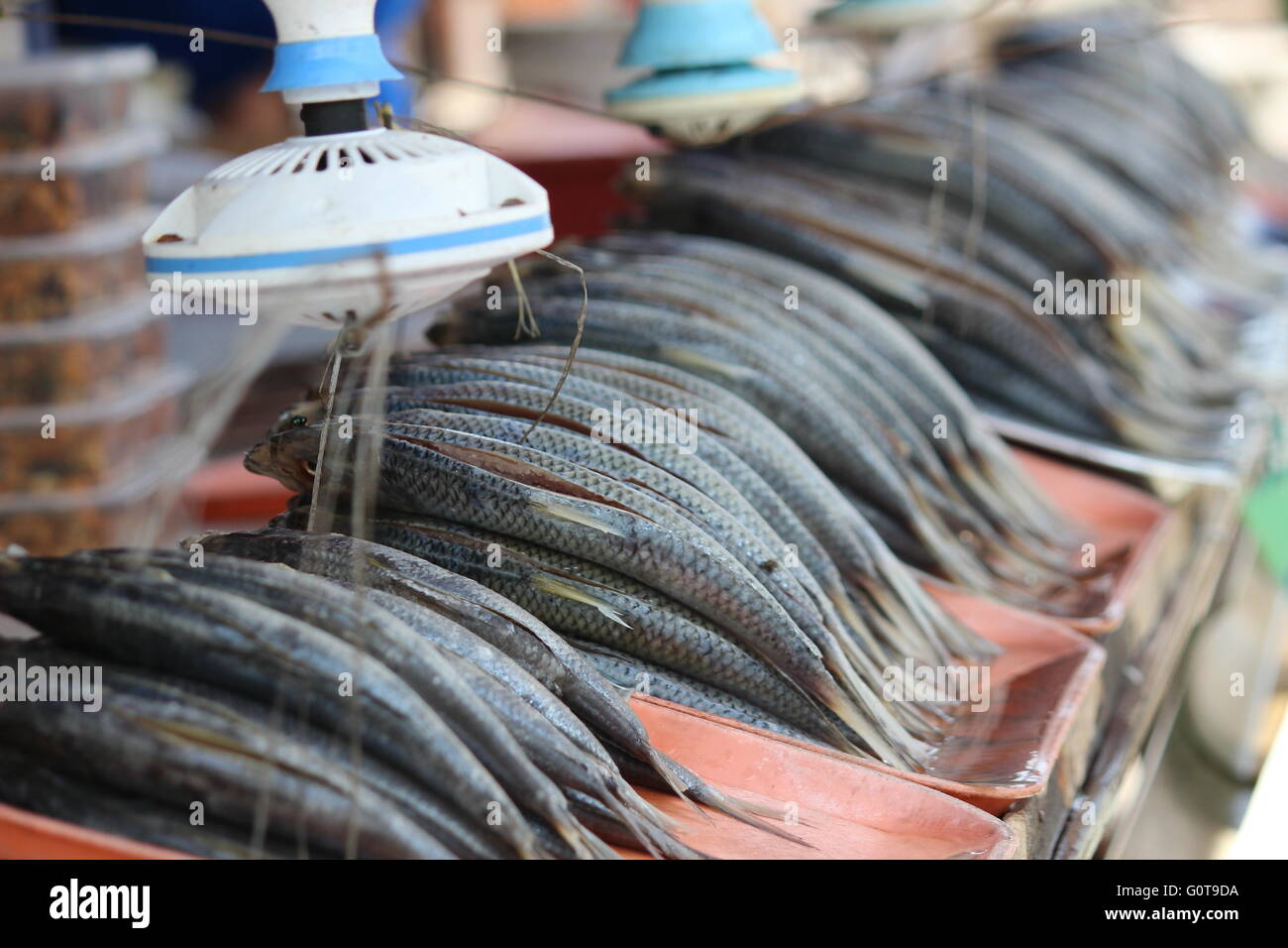 Tenualosa toli hi-res stock photography and images - Alamy