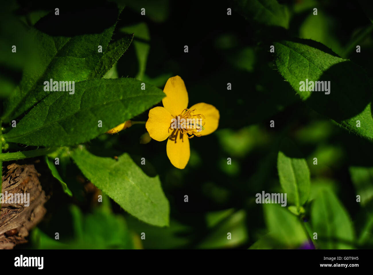 The plant meadow buttercup Stock Photo - Alamy