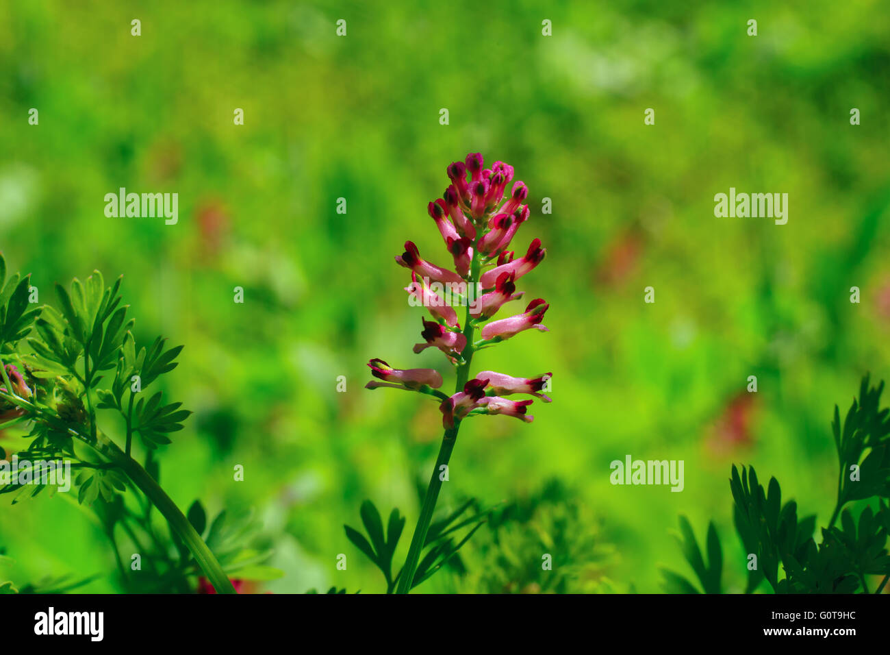 Weed plant with a very small and beautiful buds Stock Photo - Alamy