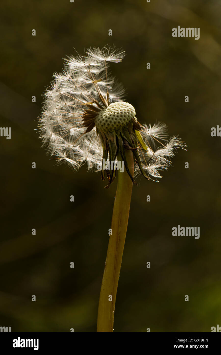 Dandelion Clock (Seed head). Image taken at Wilstone Reservoirs ...