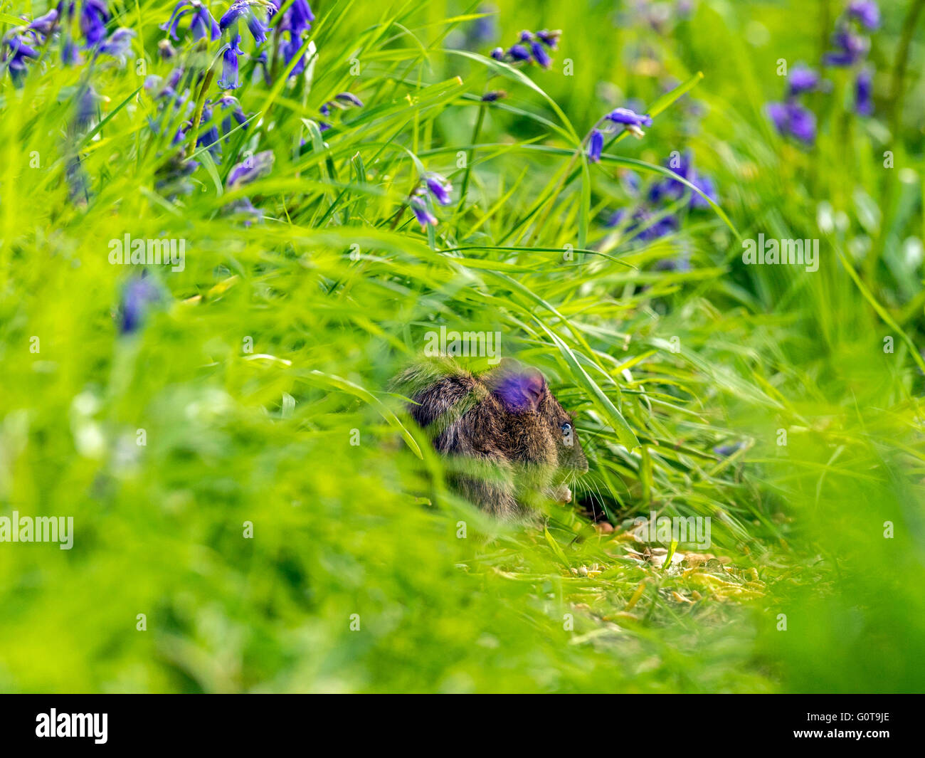 Shy wood mouse or murid rodent (Apodemus sylvaticus) foraging amongst ...
