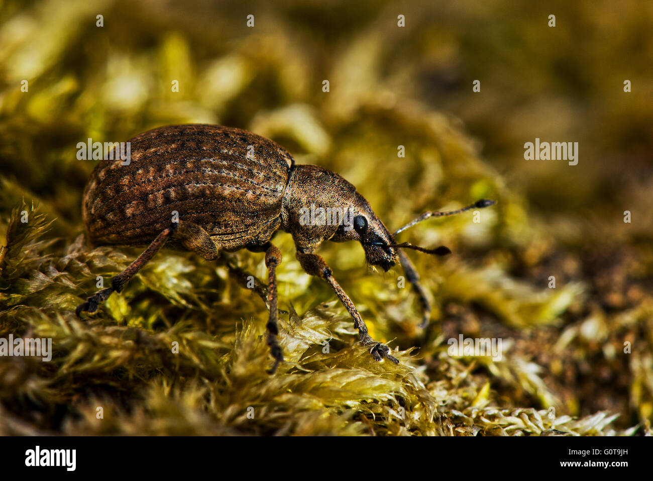 Clover Leaf Weevil - Hypera zoilus, Image taken at Wilstone Reservoir ...