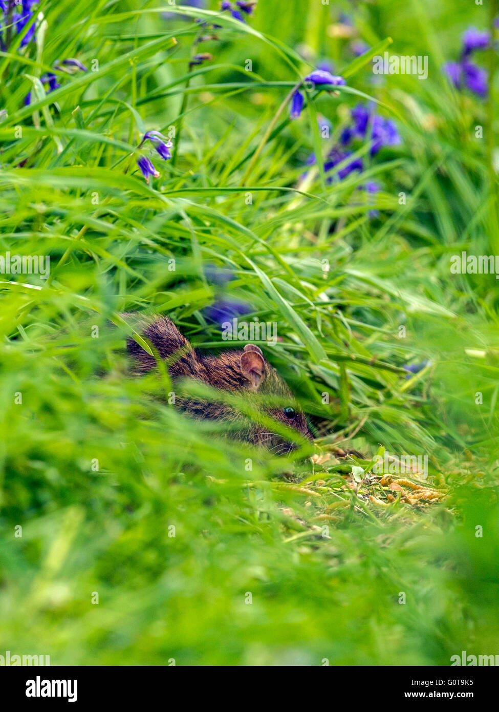 Murid hi-res stock photography and images - Alamy
