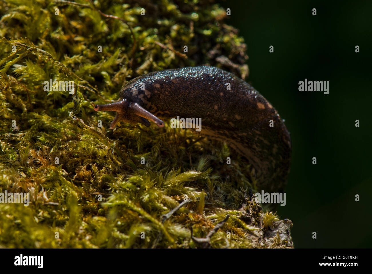 Leopard Slug - Limax maximus. Image taken at Wilstone Reservoir ...