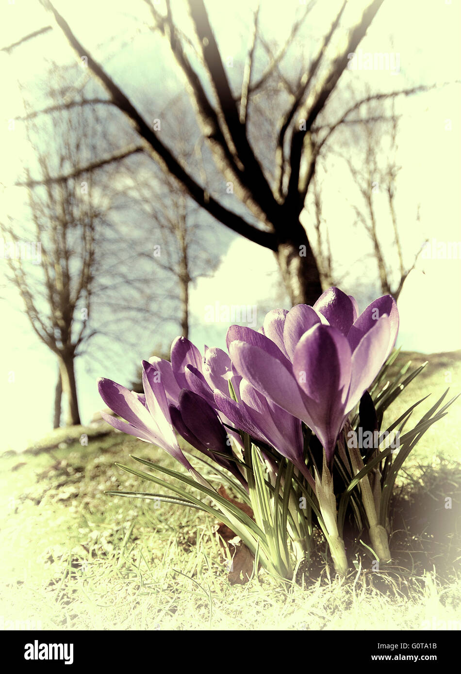 Closeup of pink crocus flowers with trees in background with effect ...