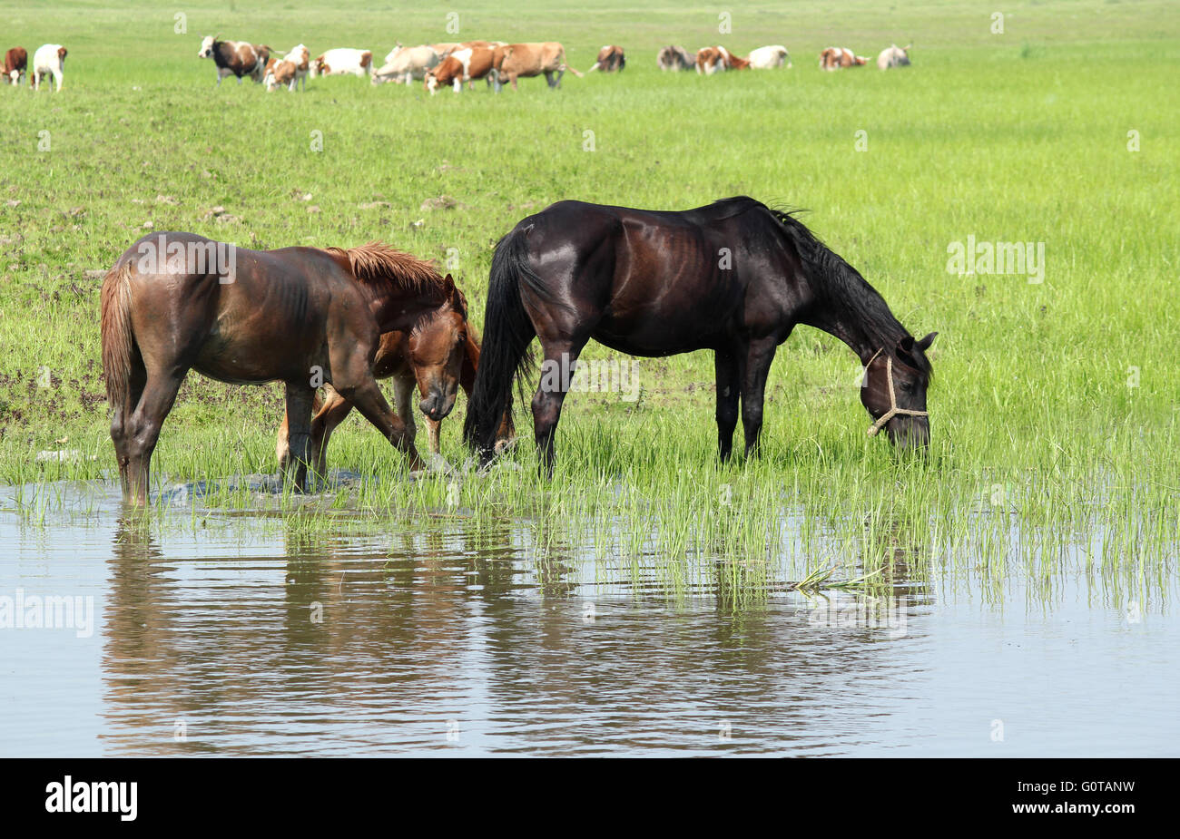 farm animals on pasture Stock Photo - Alamy