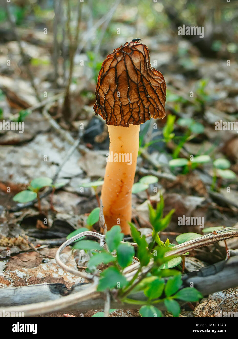 Morel mushroom hi-res stock photography and images - Alamy