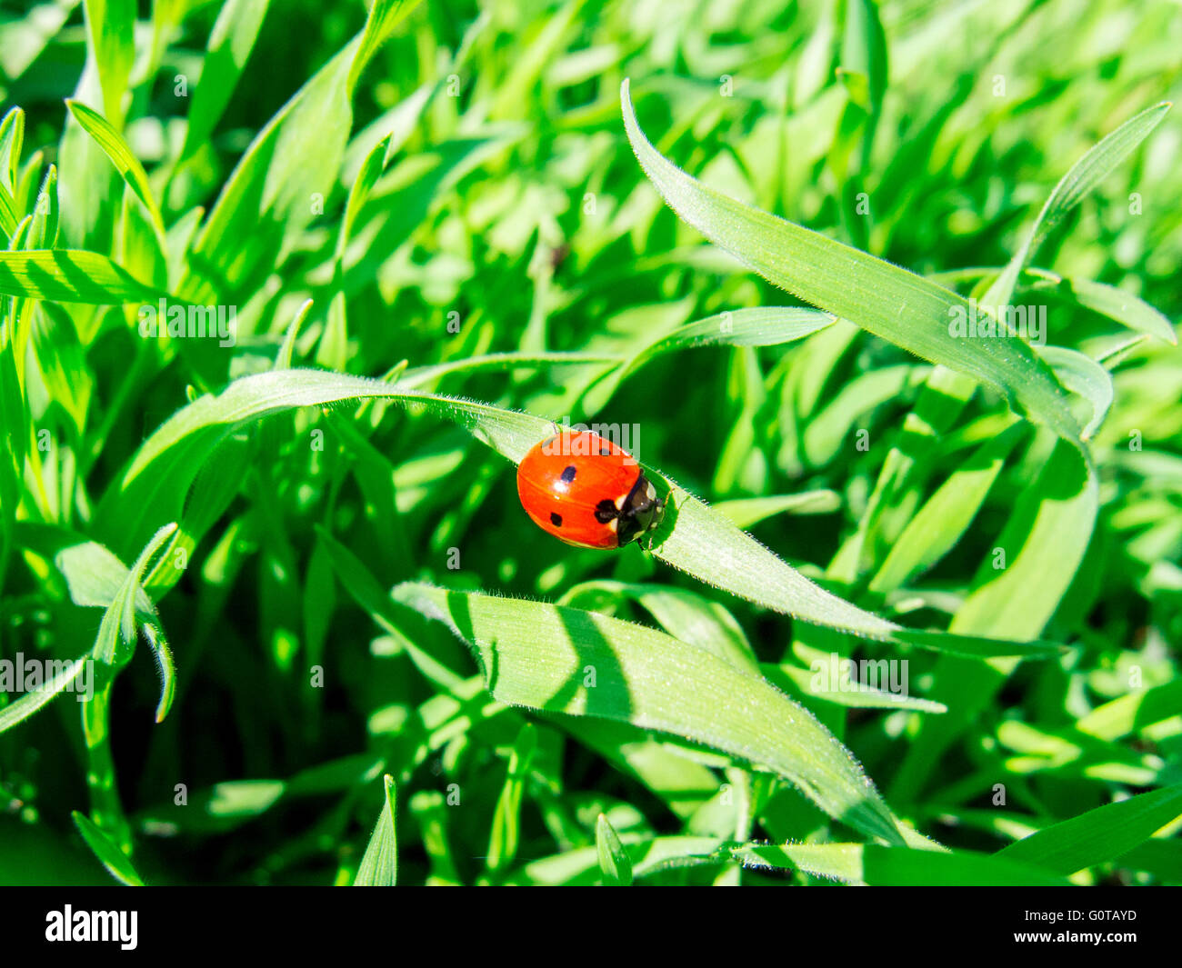 ladybug on young green grass Stock Photo - Alamy