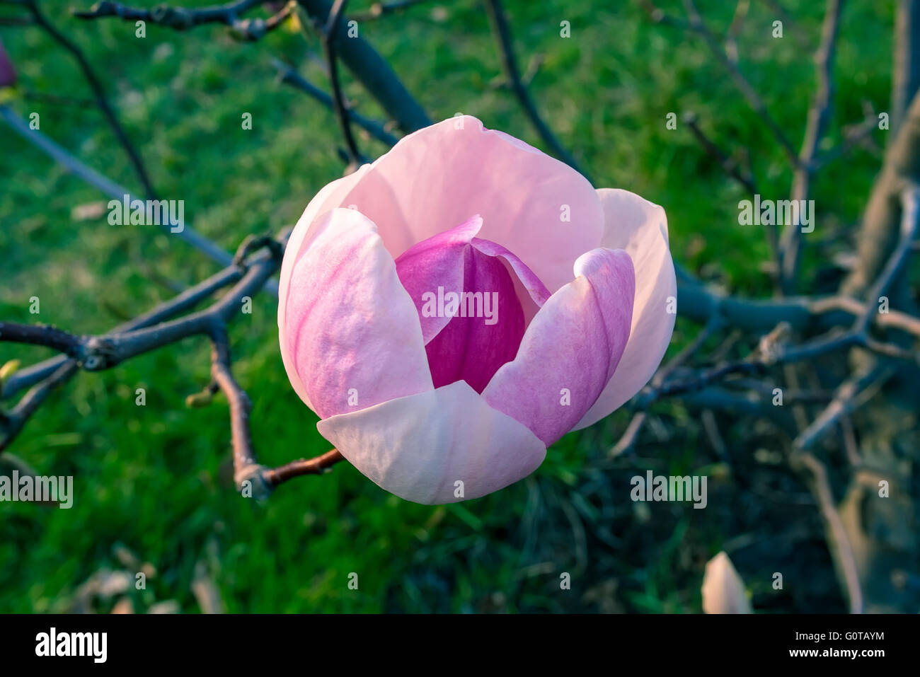 Most beautiful flowers wallpapers hi-res stock photography and images ...