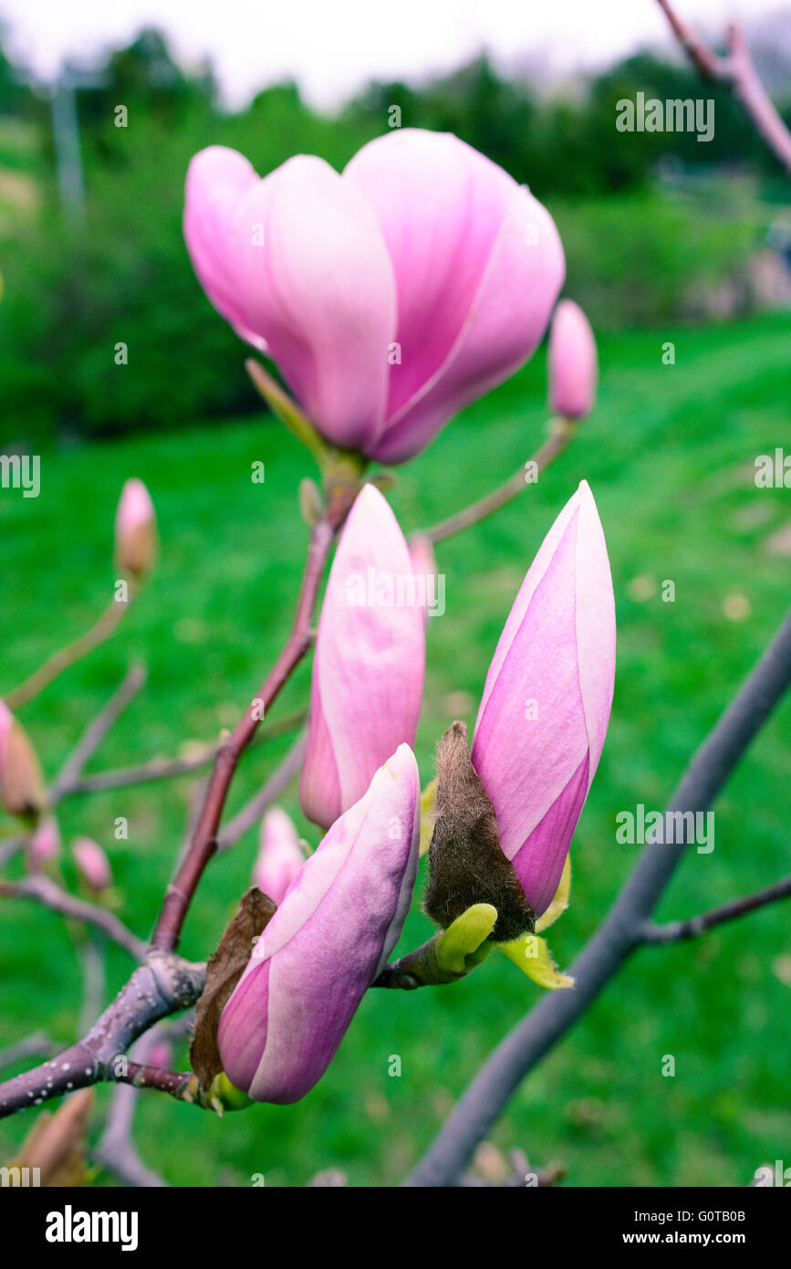 Pink magnolia hi-res stock photography and images - Alamy