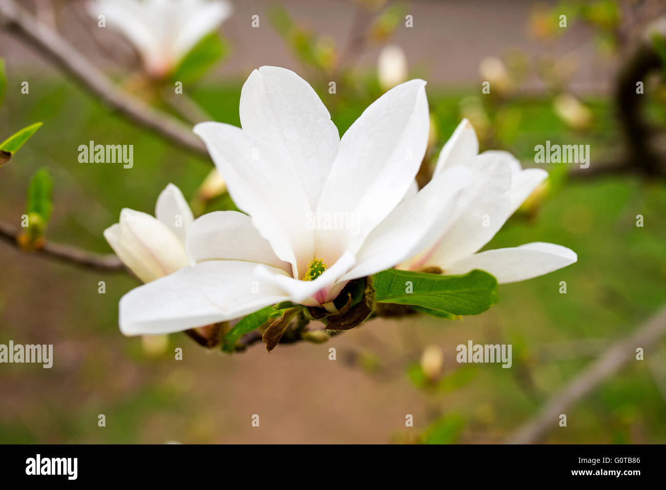 Beautiful white magnolia in spring with soft focus Stock Photo - Alamy