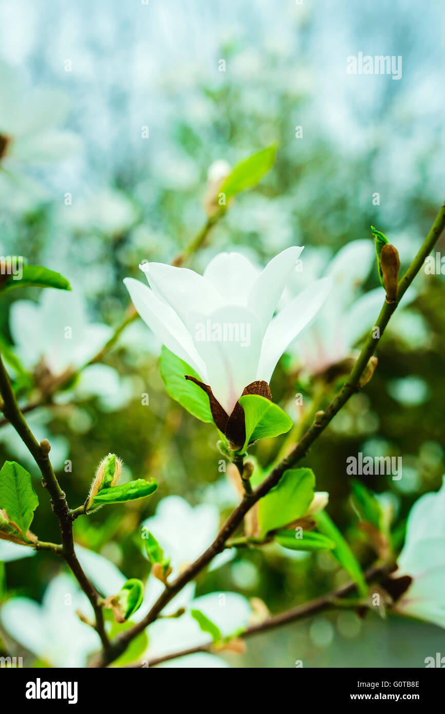 Beautiful white magnolia in spring with soft focus Stock Photo - Alamy