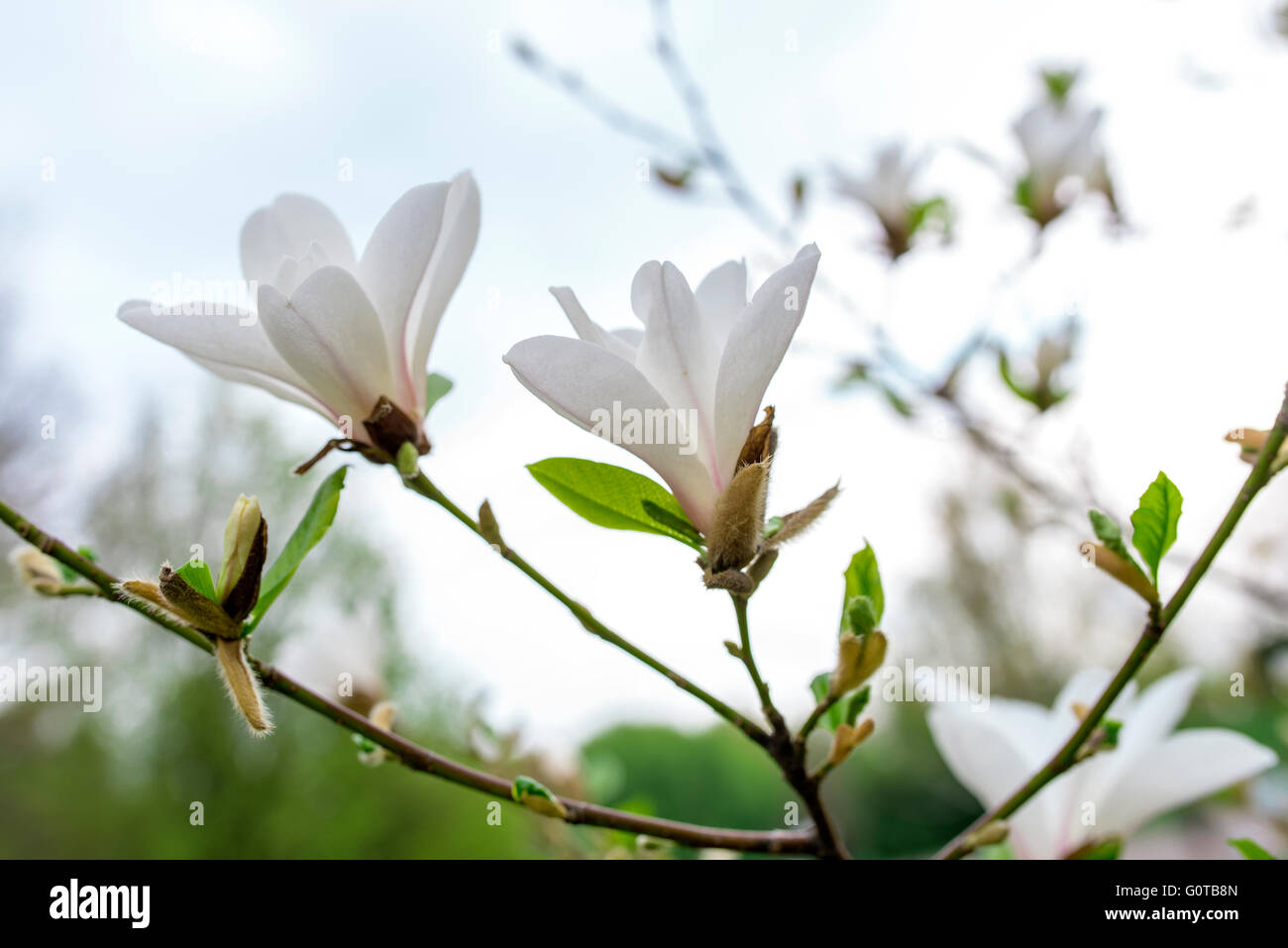 Beautiful white magnolia in spring with soft focus Stock Photo - Alamy