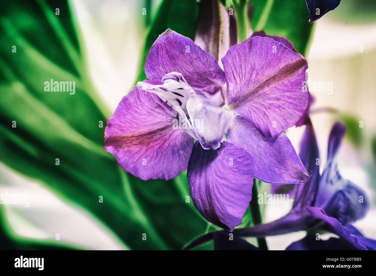 Beautiful violet flower with green leaves, blooming in the garden ...