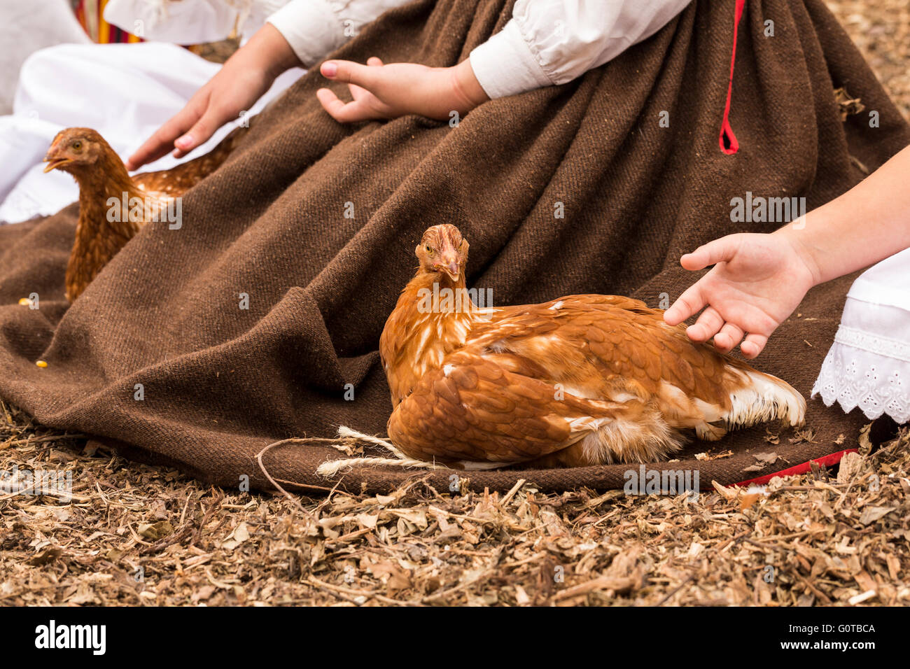 Chicken sitting on a womans skirt in a scene as part of a theatrical ...