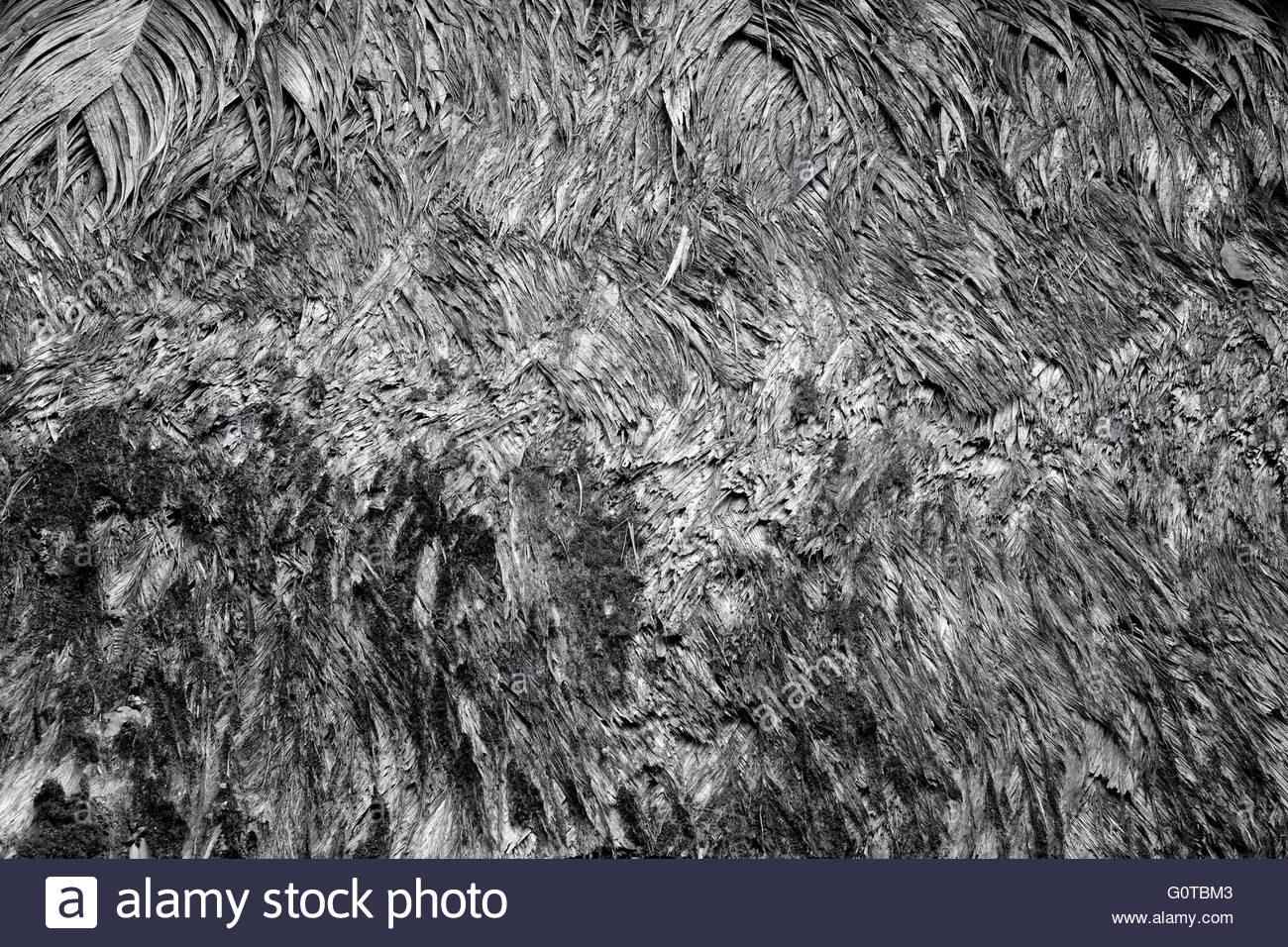 Dried Palm Tree Leaves Stock Photos & Dried Palm Tree Leaves Stock ...