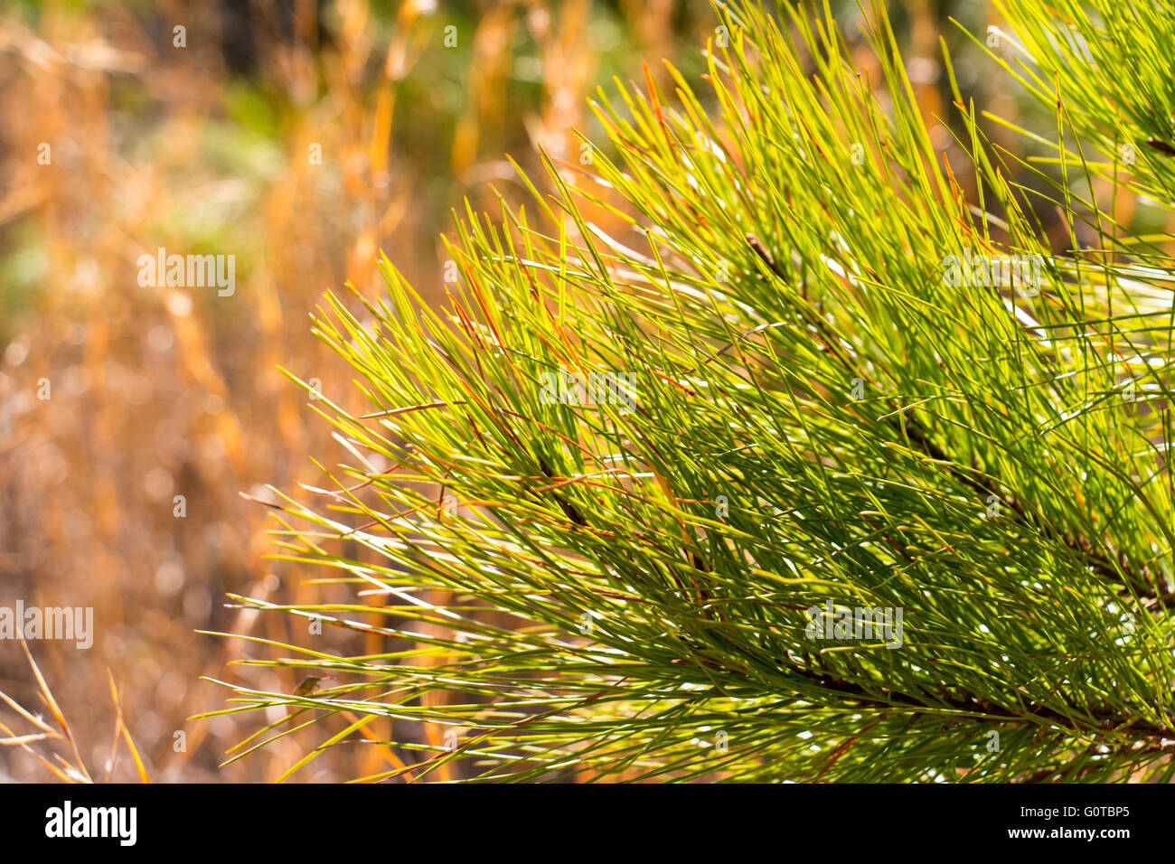 Pine needle closeup Stock Photo - Alamy