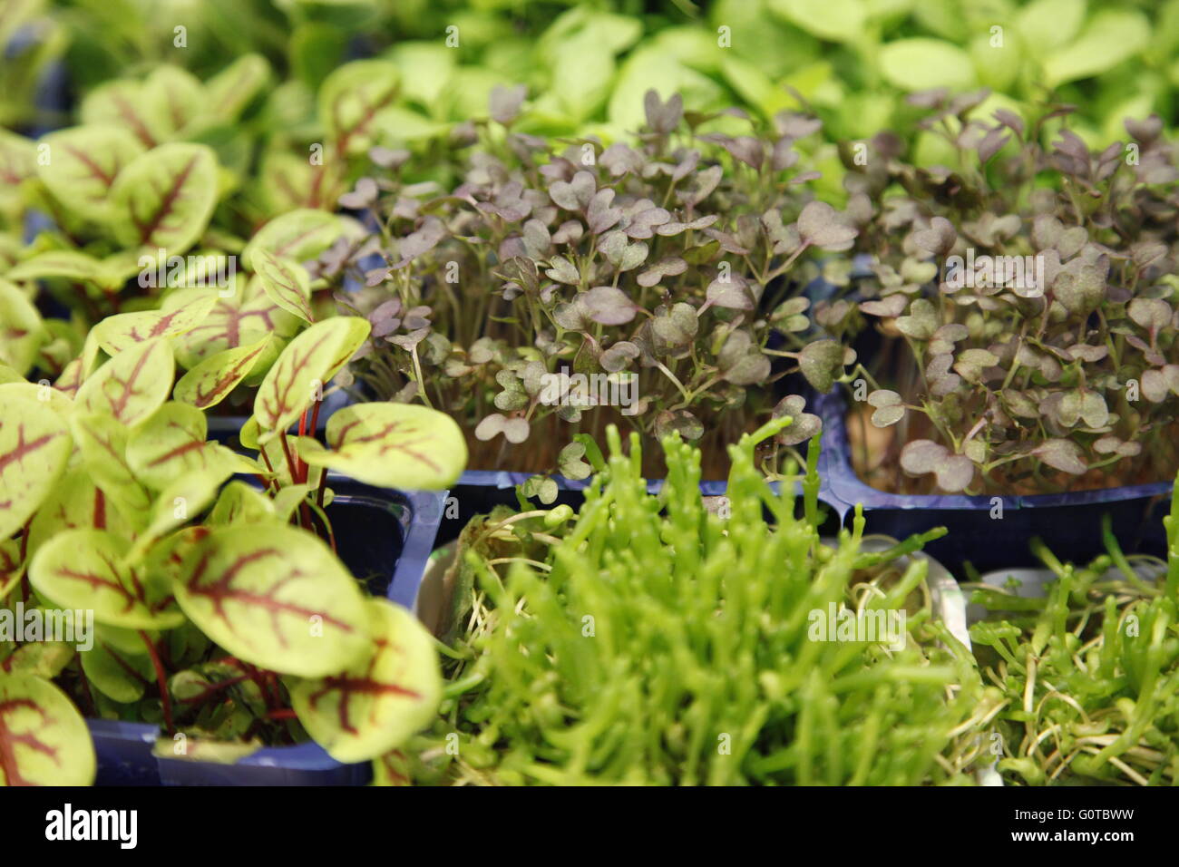 Herbage hi-res stock photography and images - Alamy