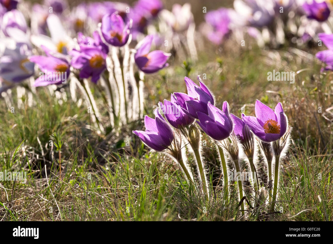 First spring flowers blooming on meadow Stock Photo - Alamy