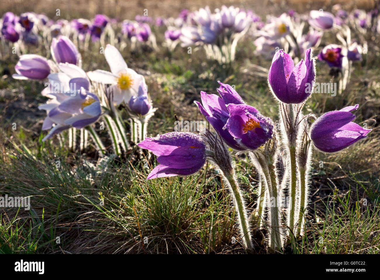 Flowers with the dew hi-res stock photography and images - Alamy