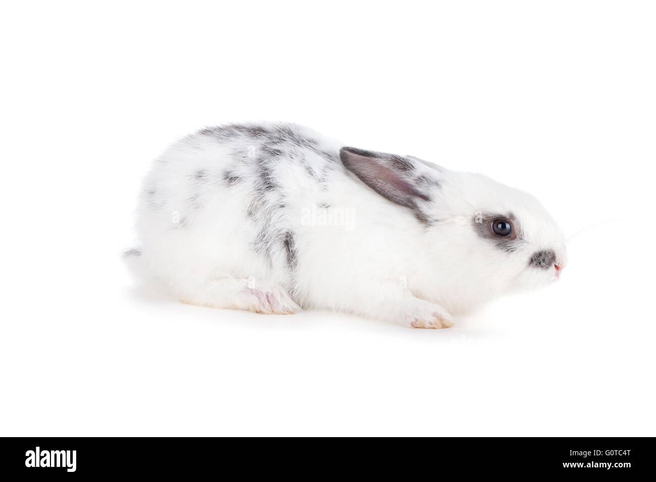 Small rabbit. Isolated on white background Stock Photo - Alamy