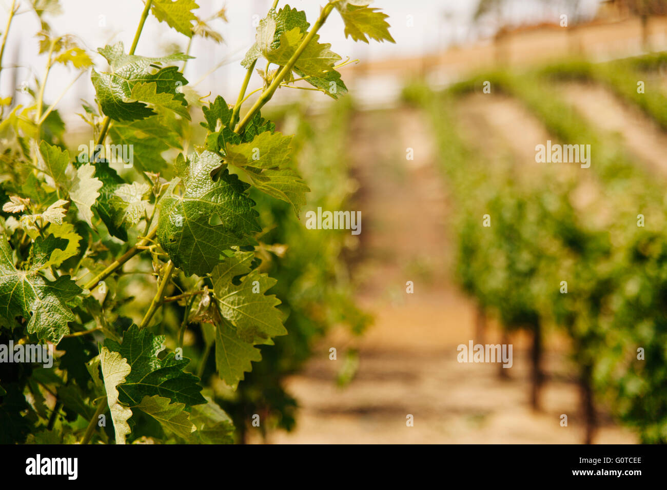 California farming hi-res stock photography and images - Alamy