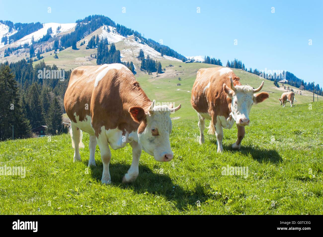 Swiss cows on pasture. Cow in alpine landscape. Cows on mountain ...
