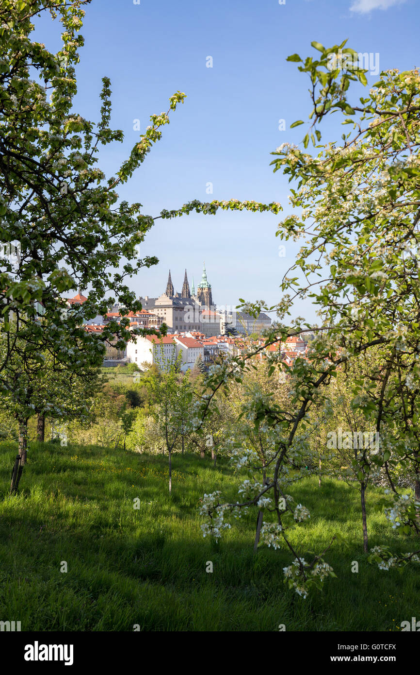 Monuments of the plant world hi-res stock photography and images - Alamy