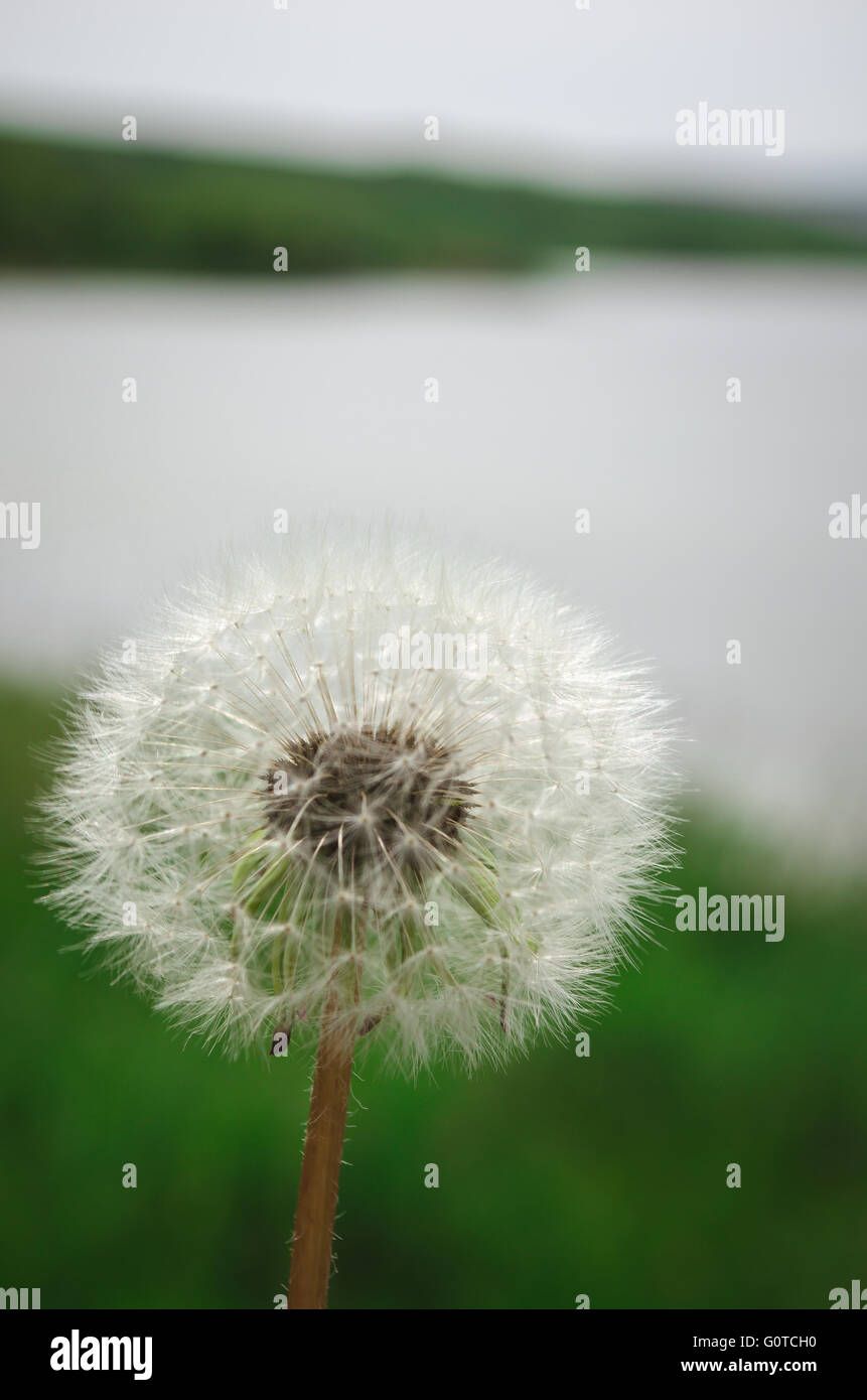 A dandelion in front of a lake Stock Photo - Alamy