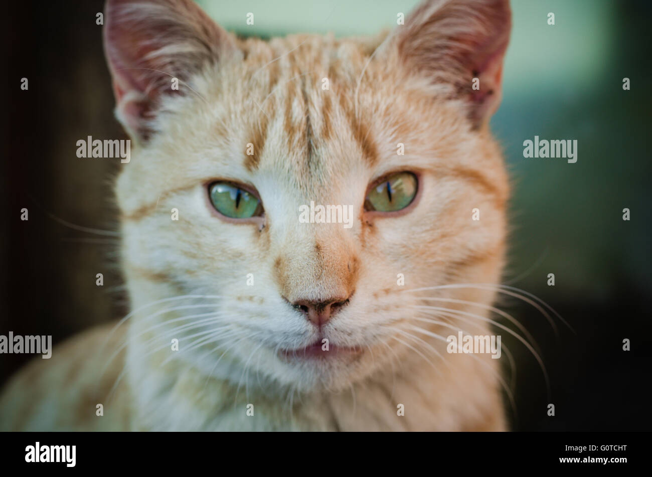 Beautiful ginger cat Stock Photo - Alamy