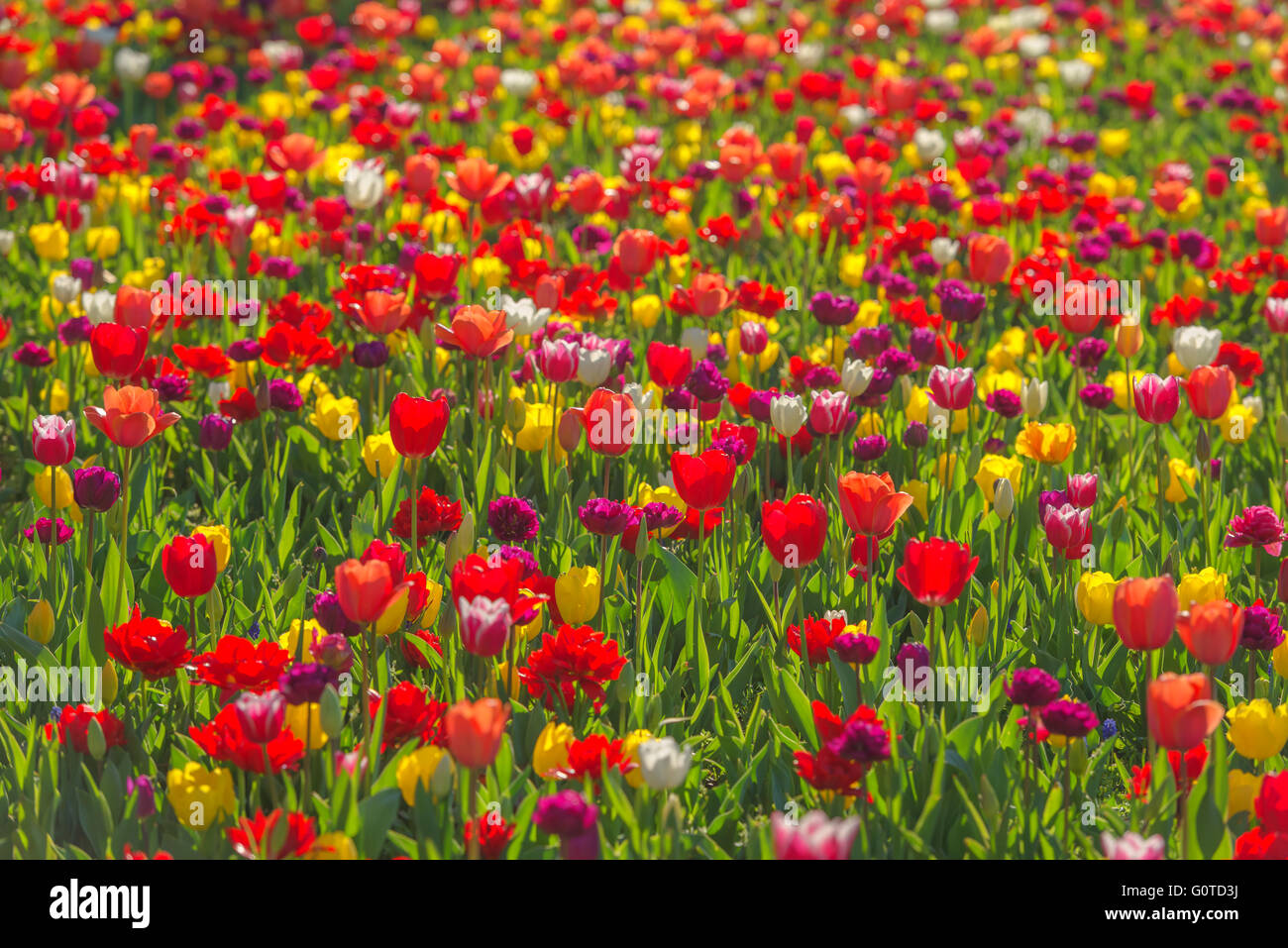red tulip field close up Stock Photo - Alamy