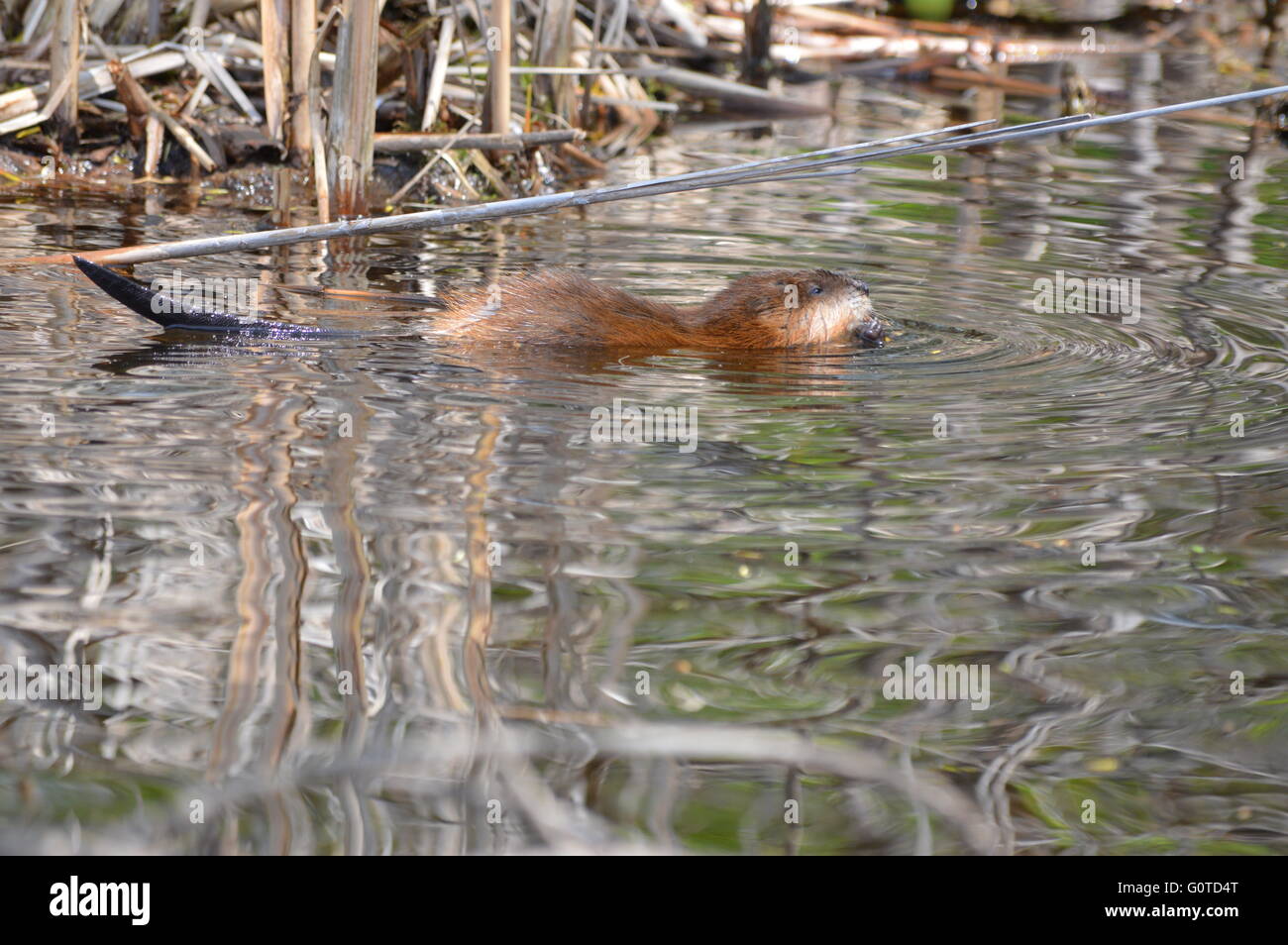 Tail of muskrat hi-res stock photography and images - Alamy