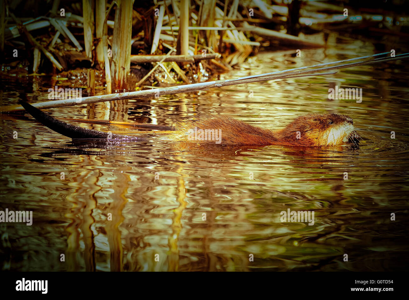Tail of muskrat hi-res stock photography and images - Alamy