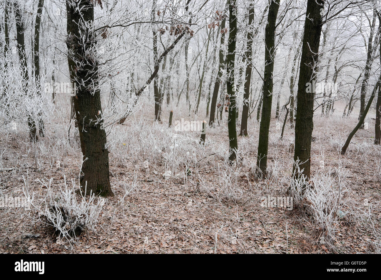 Frosted wood texture hi-res stock photography and images - Alamy