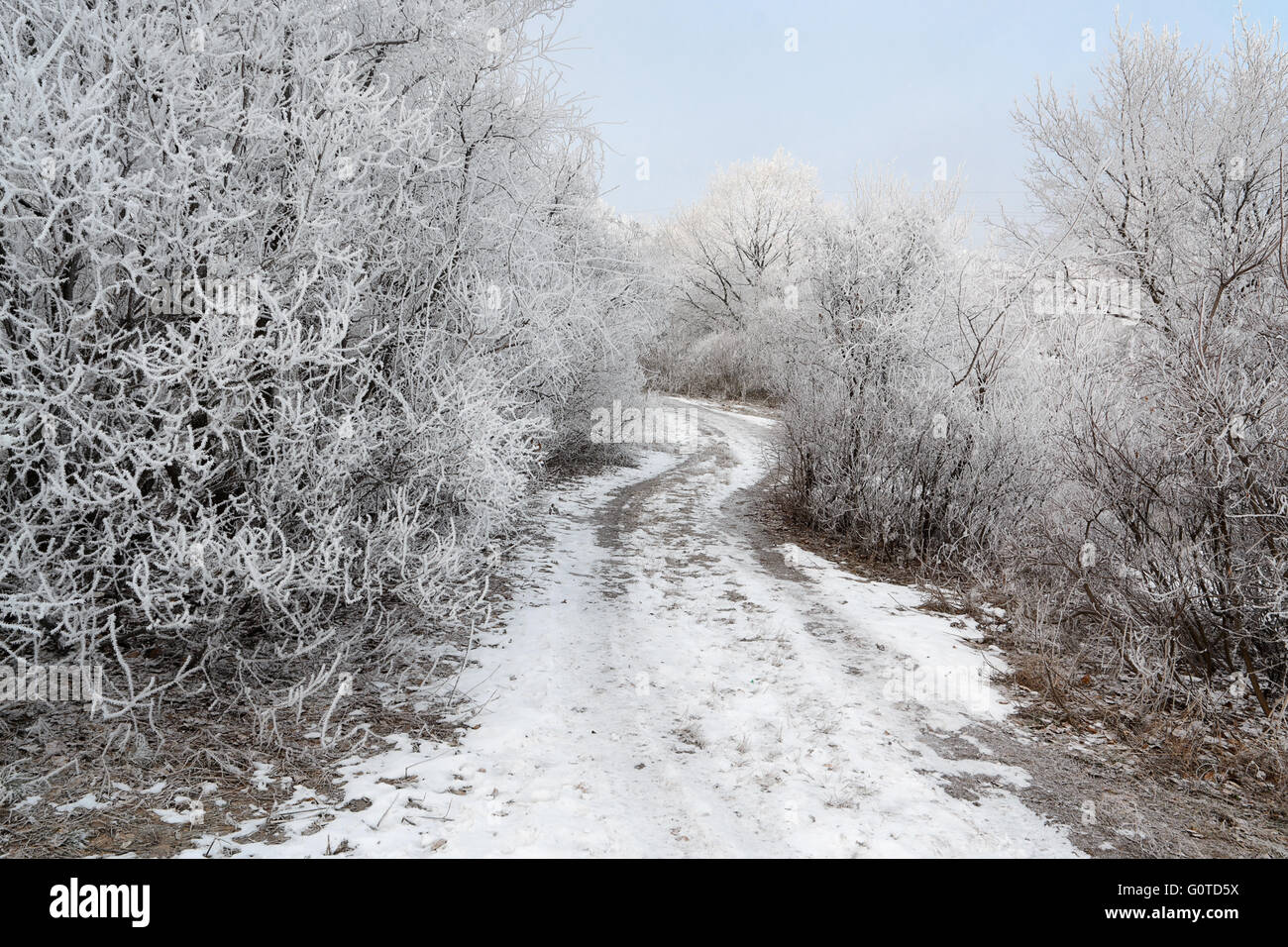 Morning frosted road in the early morning Stock Photo - Alamy