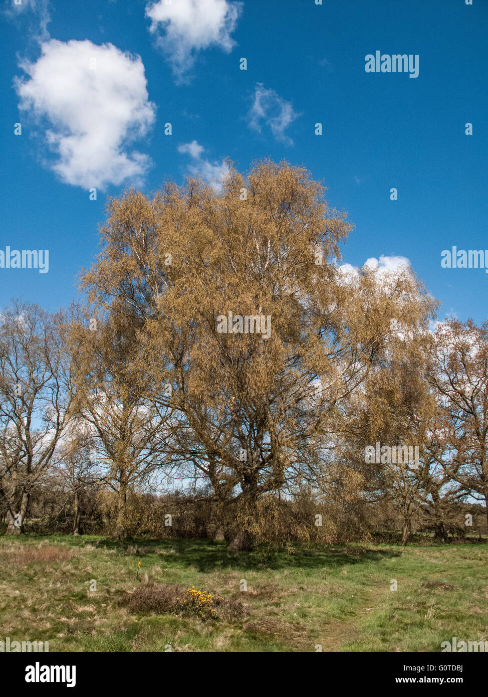 Flowering birch tree hi-res stock photography and images - Alamy