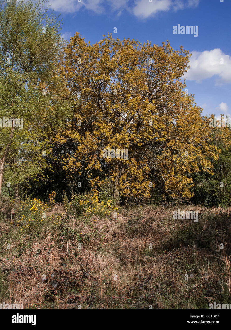 Birch and Oak Trees in Spring Stock Photo - Alamy
