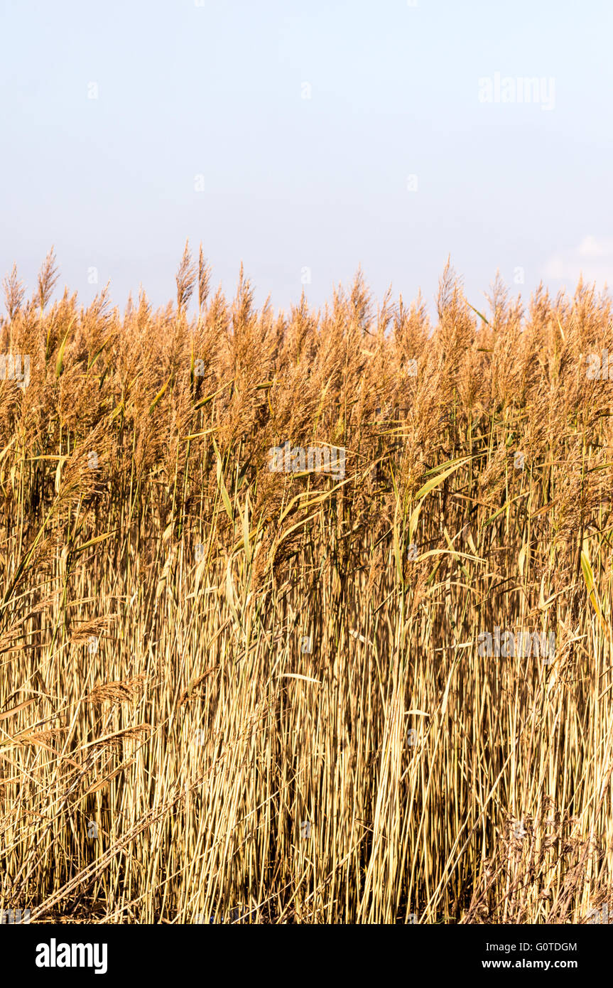 Reed bed texture hi-res stock photography and images - Alamy