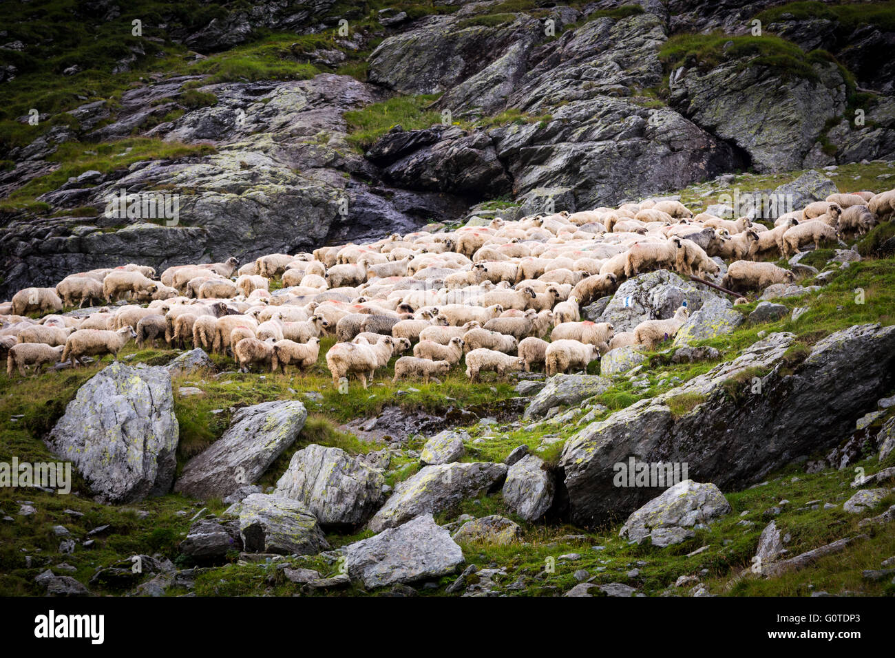 Flock of sheep in the mountains, green grass and grey stones, wall of ...