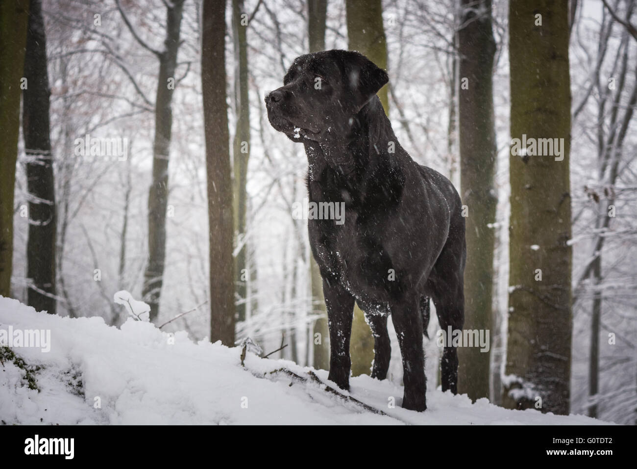 Black labrador in forest hi-res stock photography and images - Alamy