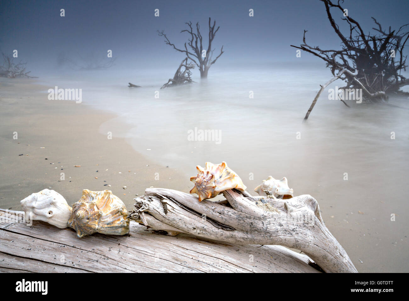 Fog on boneyard beach with sea shells at Botany Bay in Edisto Island ...