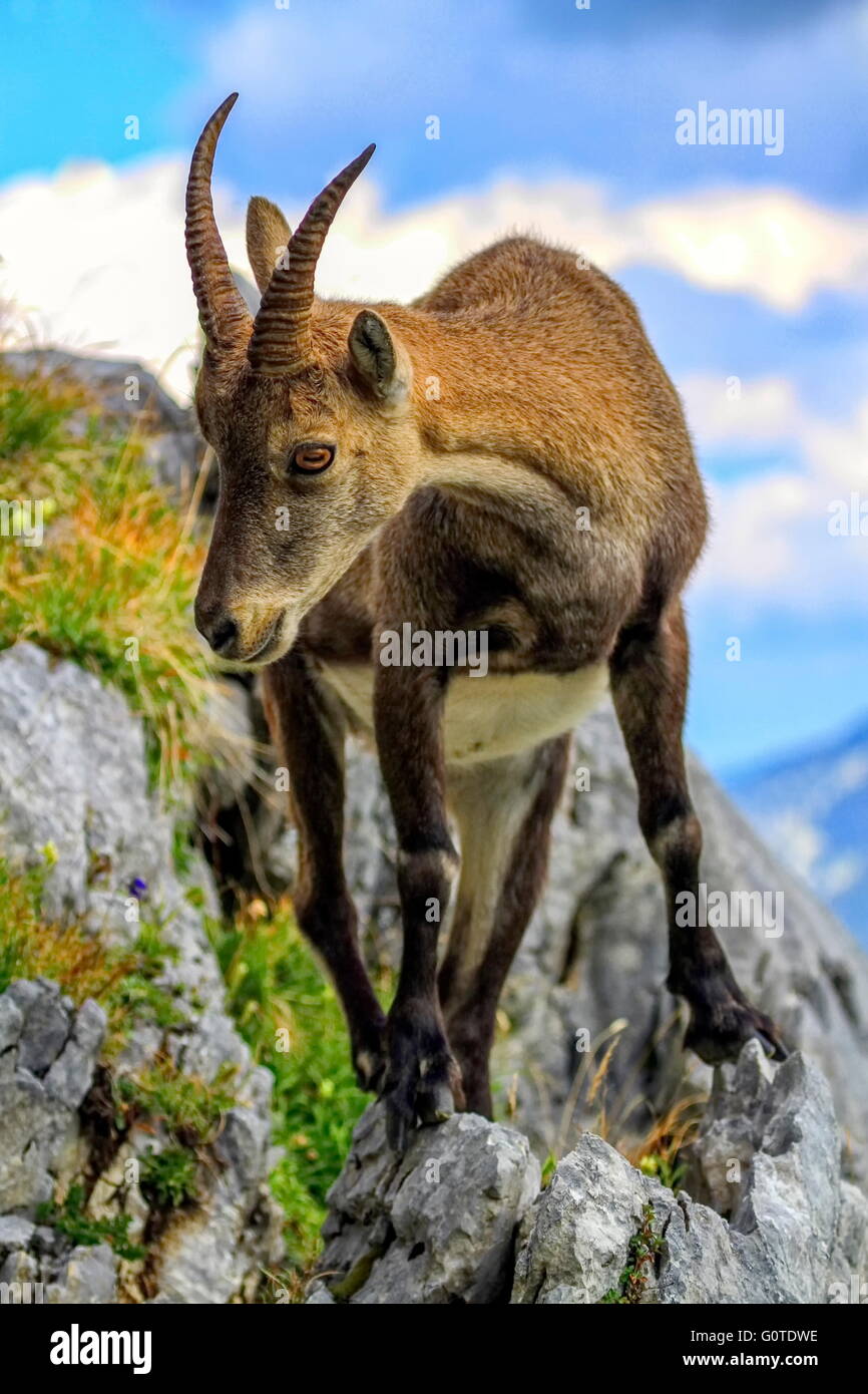 Female wild alpine ibex, capra ibex, or steinbock standing upon a rock ...