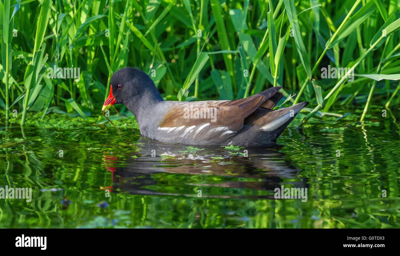 Swamp chicken hi-res stock photography and images - Alamy