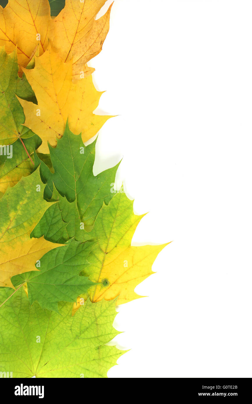 Green leaf edge hi-res stock photography and images - Alamy